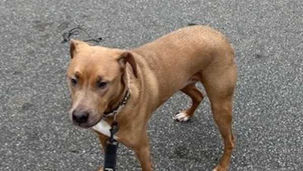 Lost and Found Pets in the WXII 12 Community