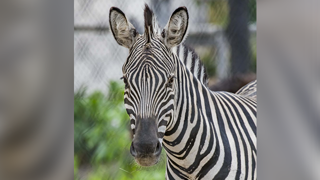 Stuart the zebra dies in 'tragic accident' at Milwaukee Co. Zoo