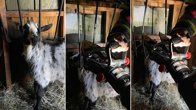 Bel Air firefighters free goat whose head was stuck in hay rack