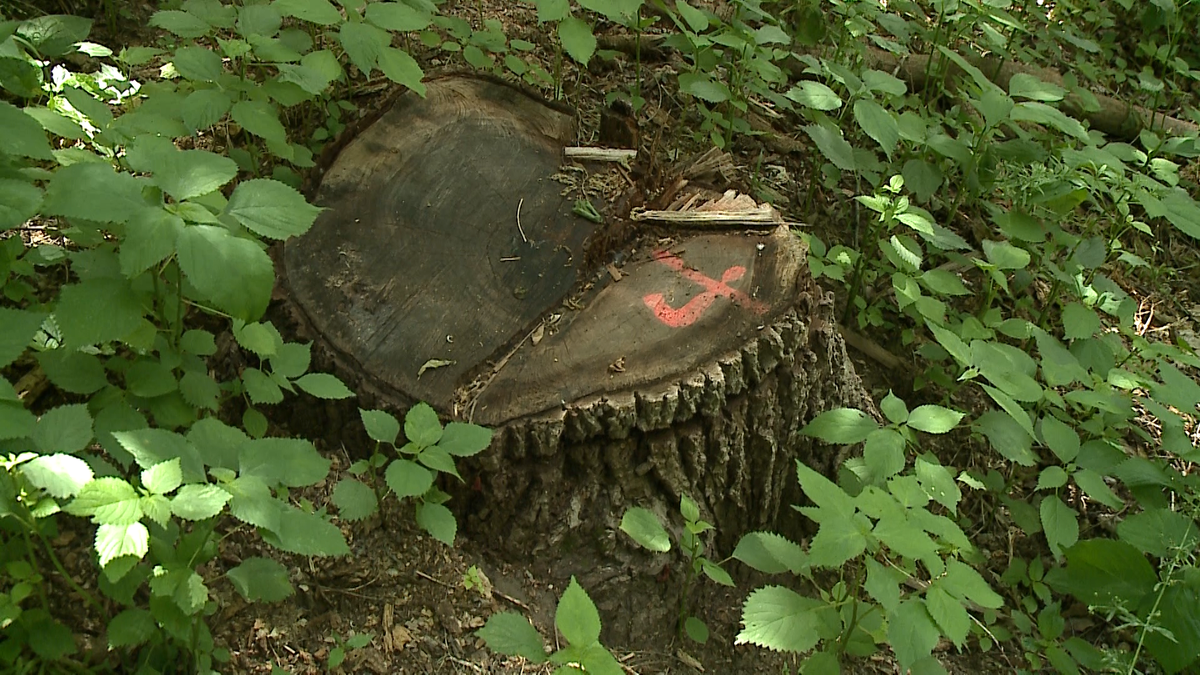 Iowa men accused of stealing walnut trees charged with felony theft
