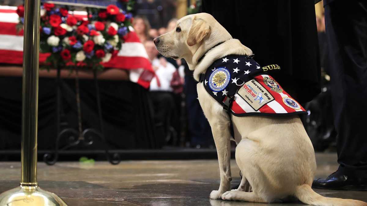 George H.W. Bush's service dog Sully wins award for extraordinary ...