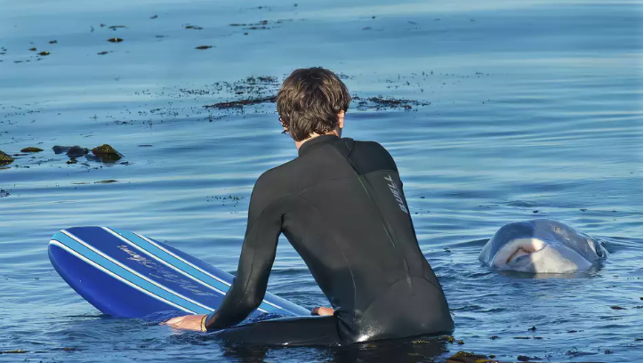 A giant, mysterious fish rattles surfers at busy California beach