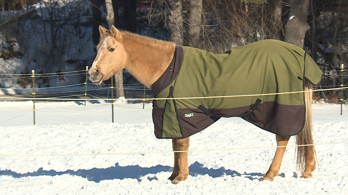 Auburn horse farm hosting annual 'pony snuggles' event for free