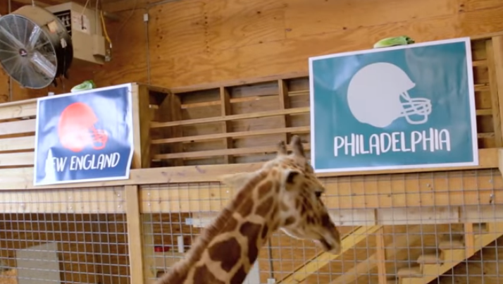 April the Giraffe makes her Super Bowl LII prediction