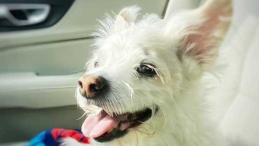 Celebrating National Puppy Day at WGAL