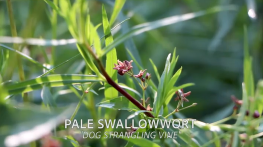 Invasive plant dog strangling vine discovered in Burlington