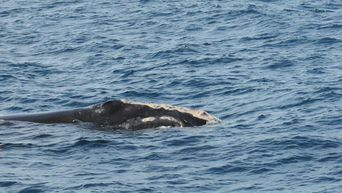 From Salsa to WALL-E, meet 20 right whales just named