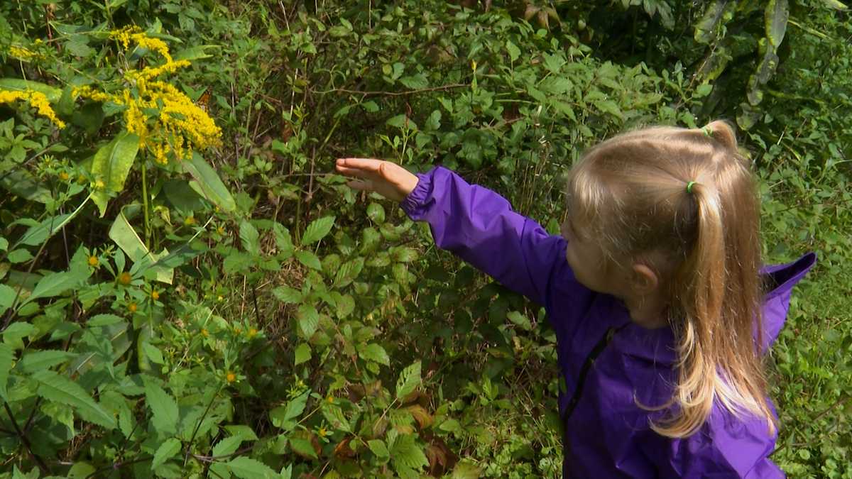 Swallowtail preschool class held in the heart of nature, rain or shine