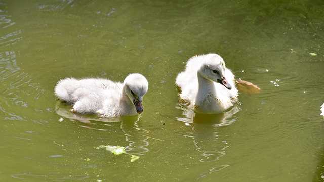 The Maryland Zoo welcomes trumpeter swan hatchlings