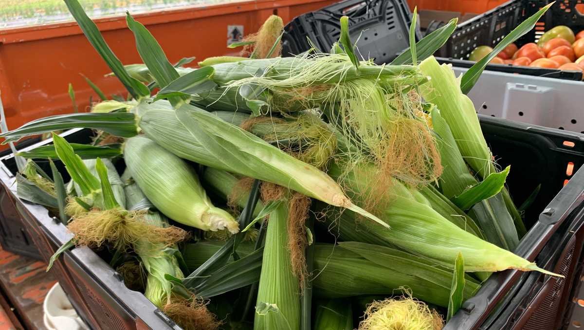 Iowa sweet corn is here!