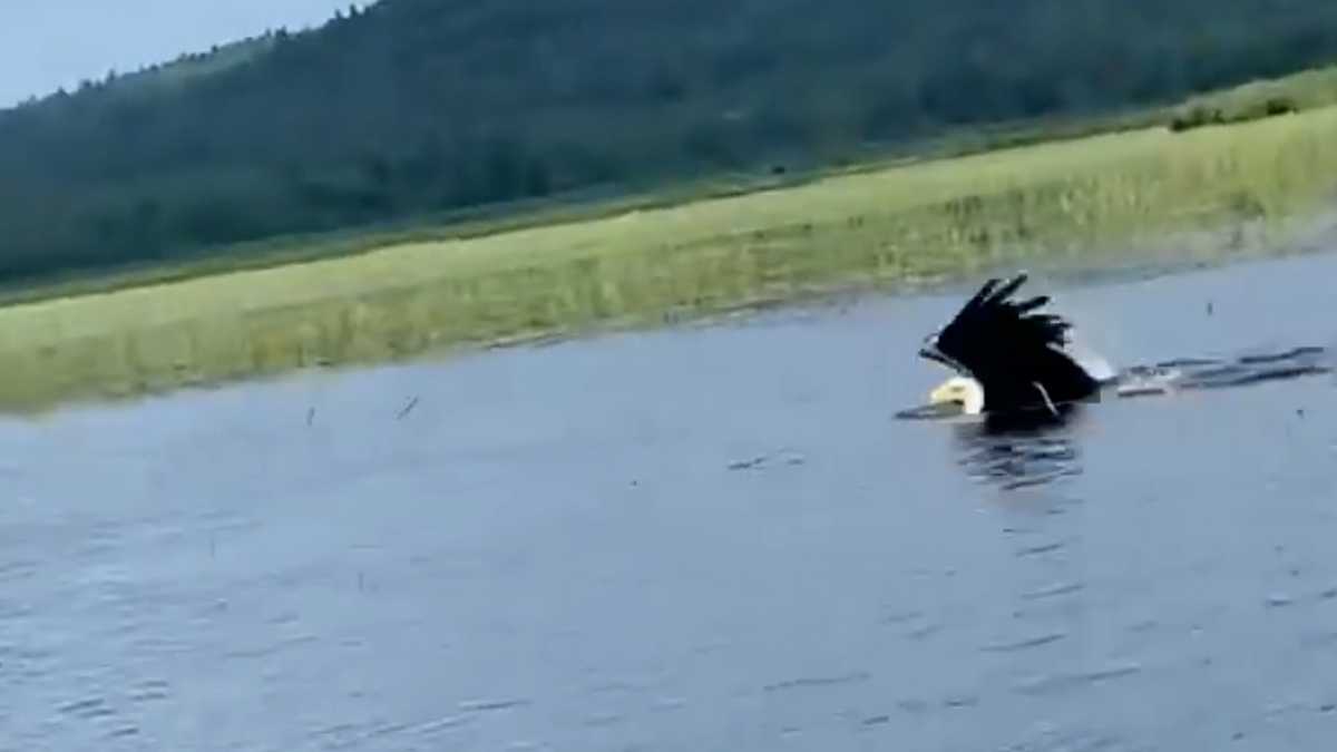 Video: Eagle spotted swimming through Maine waterway