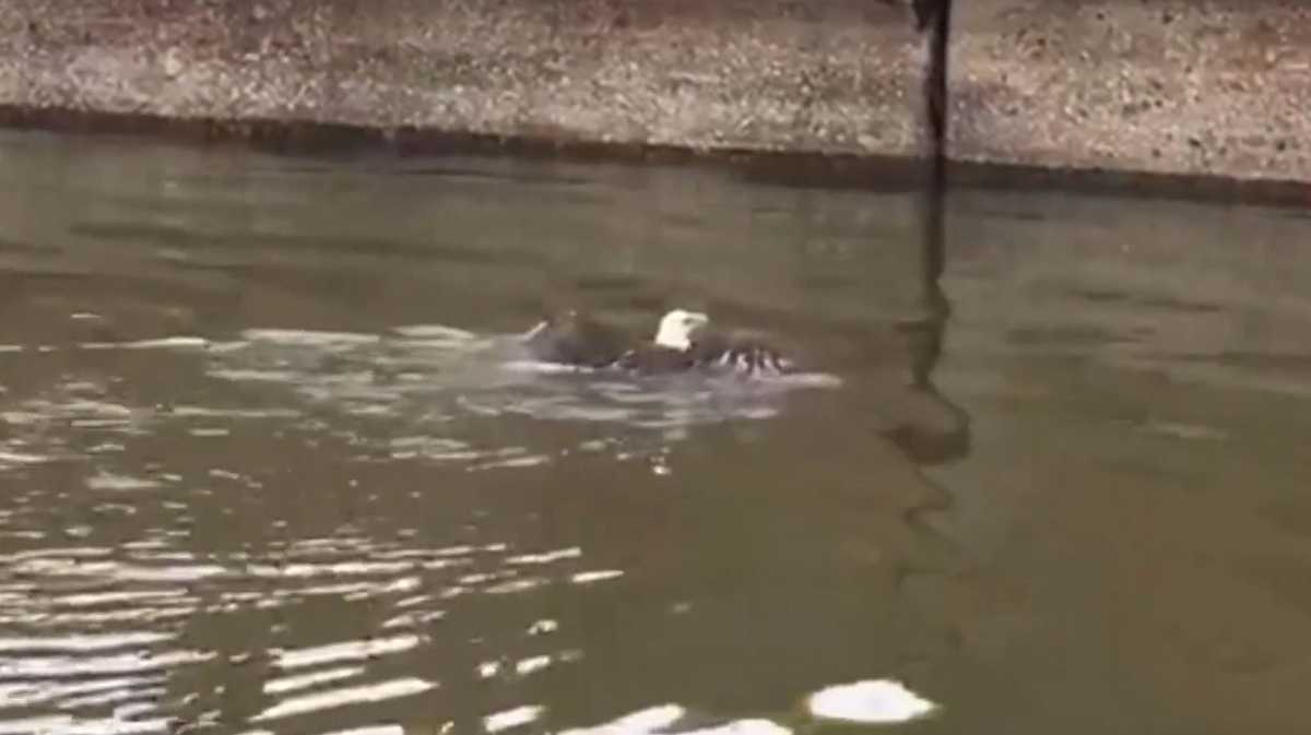 Wild video: 'Swimming' bald eagle rescued from river
