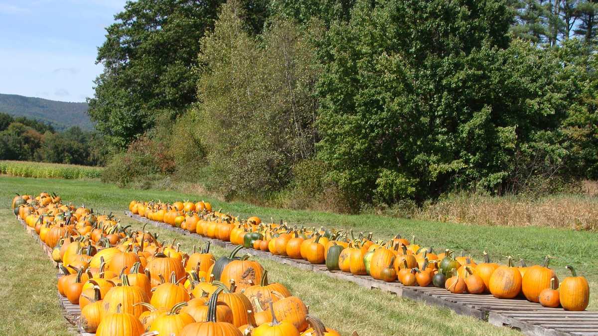 Viewers' Choice 2016: Best pumpkin patch in New Hampshire