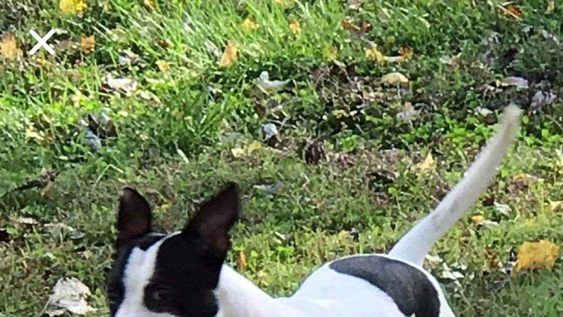 LMPD, LMAS investigating after dog killed in Valley Downs