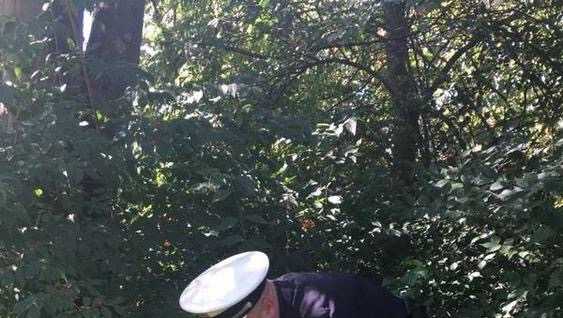 Police capture Tank the tortoise after slow-speed chase