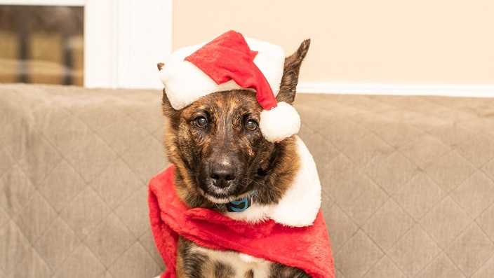 Noon Pet Of The Week: Tanner