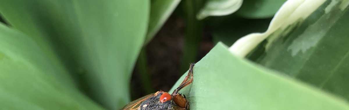 Photos: See the Brood X Cicadas emerging in Maryland