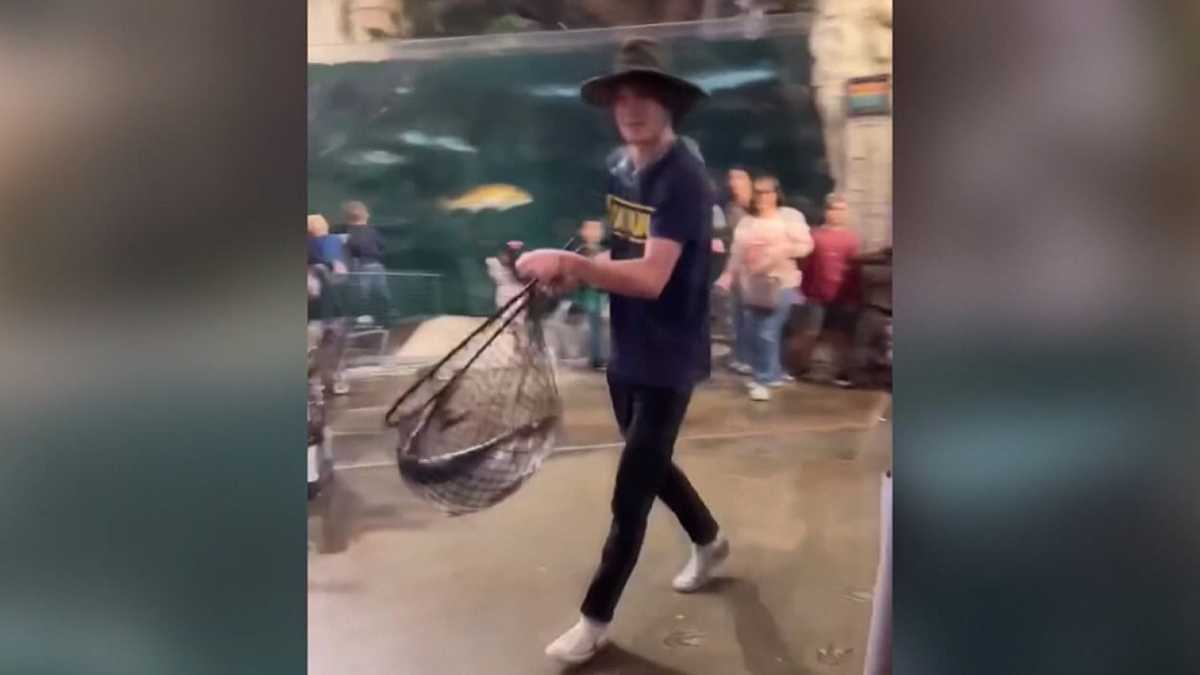 Live tarpon taken from Florida store: See the video