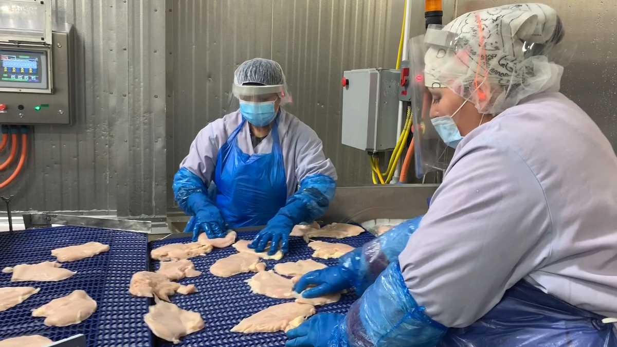 'The food chain is breaking': Food processor warns of shortages and ...