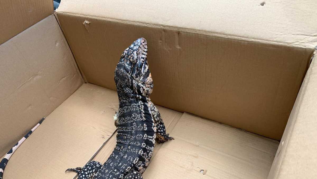 Vermont game warden retrieves 4-foot-long lizard from roadway