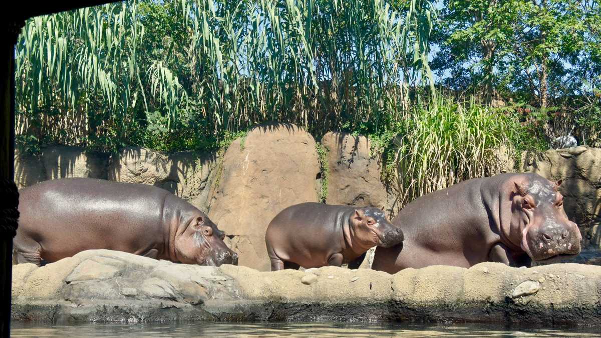 Baby on the way: A look at how the growing hippo trio came to be at the ...