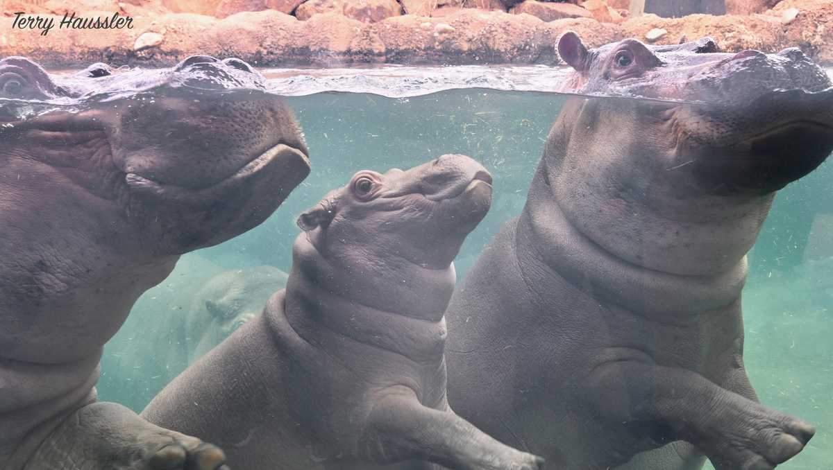 World Hippo Day: Cincinnati Zoo shares fun facts about bloat to celebrate