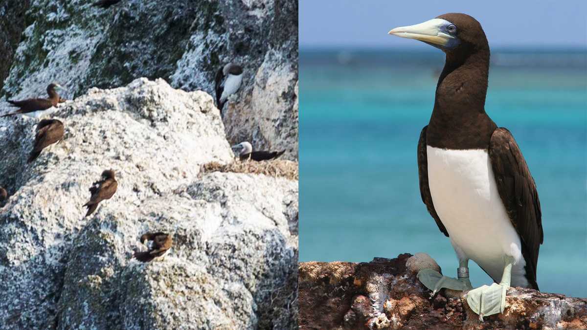 Booby birds nesting on Channel Islands for first time