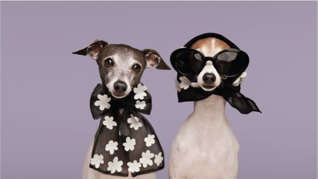 Target made an entire collab for furry friends. Here's some of our ...