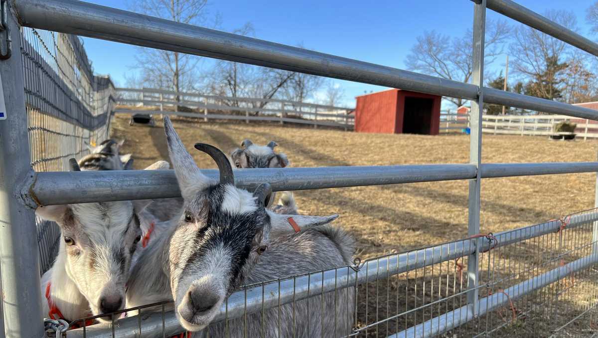 17 goats looking for new homes at MSPCA Nevins Farm