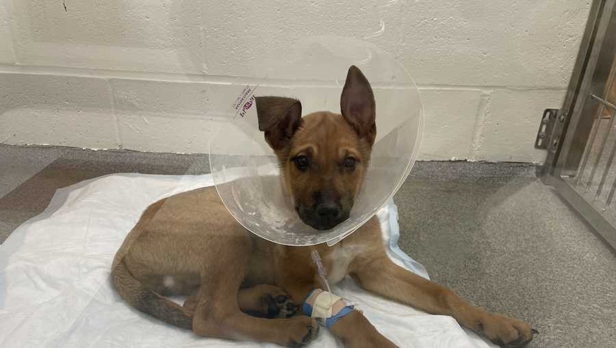 5 puppies need new homes after potentially deadly diagnosis, MSPCA says