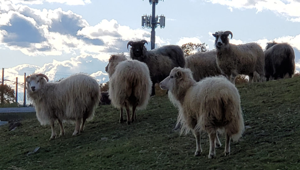 MSPCA looking for someone to adopt 18 healthy sheep
