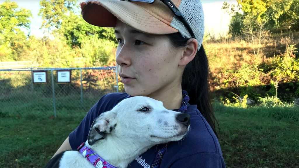 Dogs rescued from hurricane-ravaged Puerto Rico seek homes in New England!