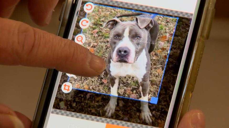 Facial recognition app helping reunite lost pets with owners in Baltimore