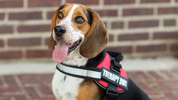 Therapy dog a front-runner in race for new Rabbit Hash mayor