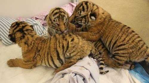 Cincinnati Zoo staff caring for 3 newborn Malayan tiger cubs