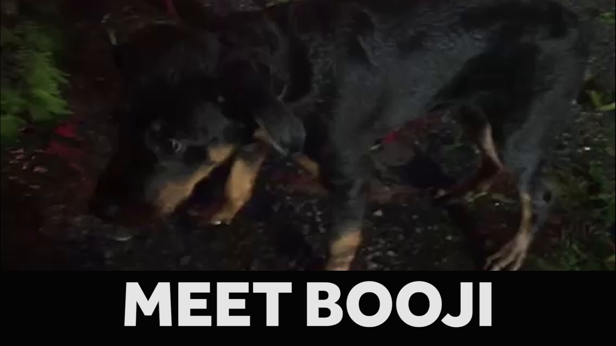 The story of Booji the puppy, saved from Hurricane Irma flooding