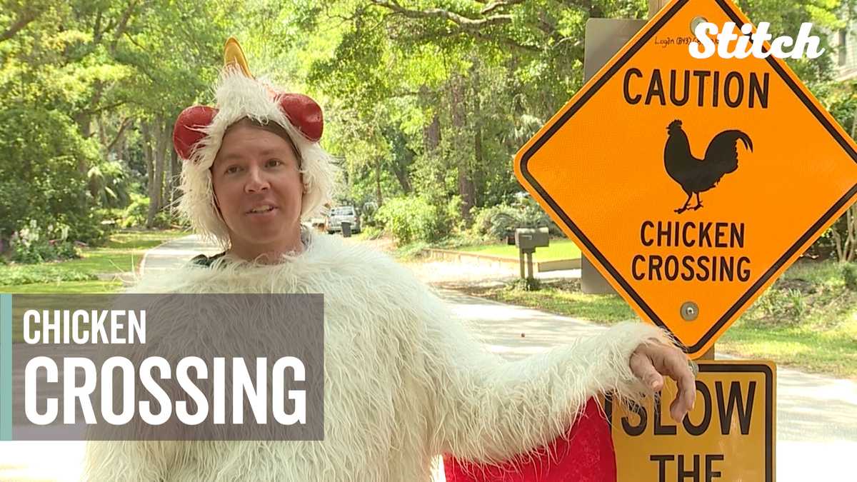 Man dresses as chicken to slow down drivers Man dresses as chicken to slow down drivers