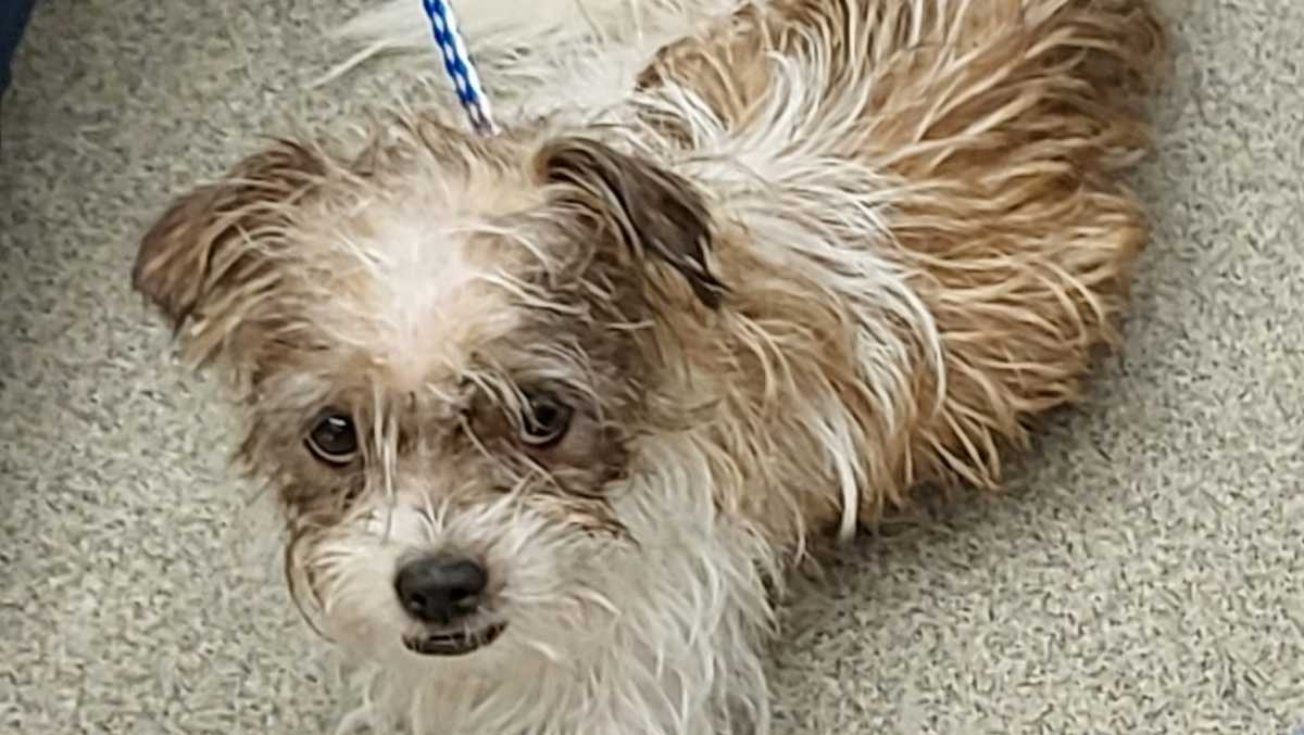 NHS investigating after dogs left to die inside Omaha home NHS investigating after dogs left to die inside Omaha home