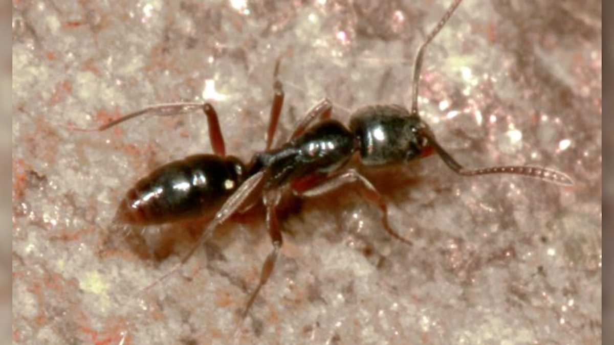 Georgia residents warned about dangers of Japanese needle ants