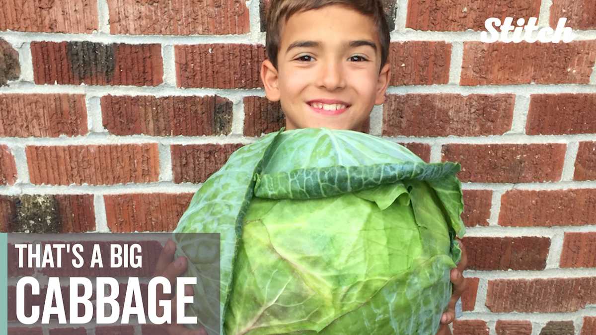 9-year-old boy grows massive 29-pound cabbage
