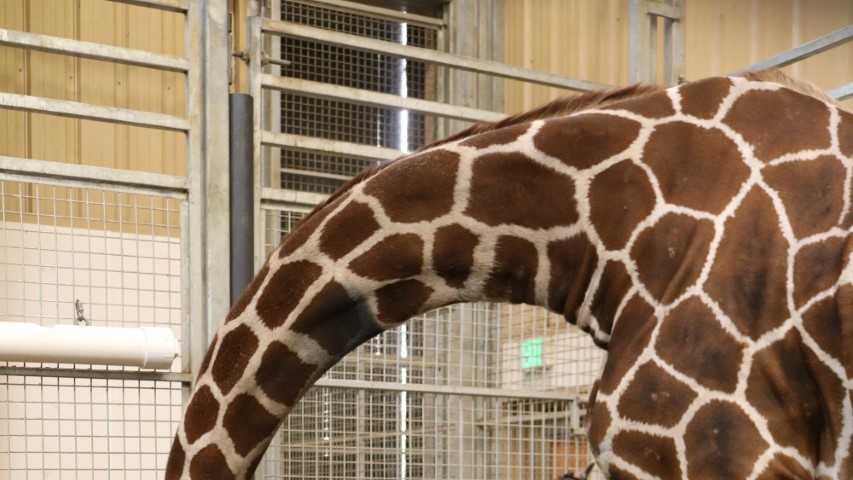 Omaha Zoo names giraffe after girl who died from brain cancer