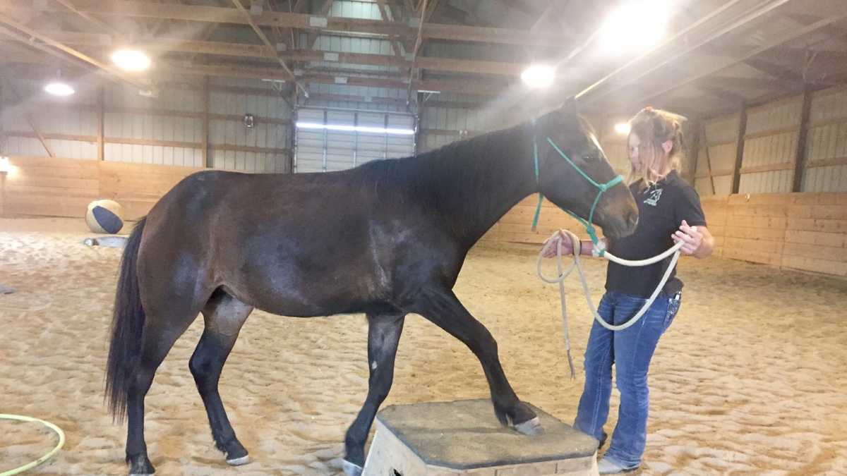 Horse rehabilitation: before & after