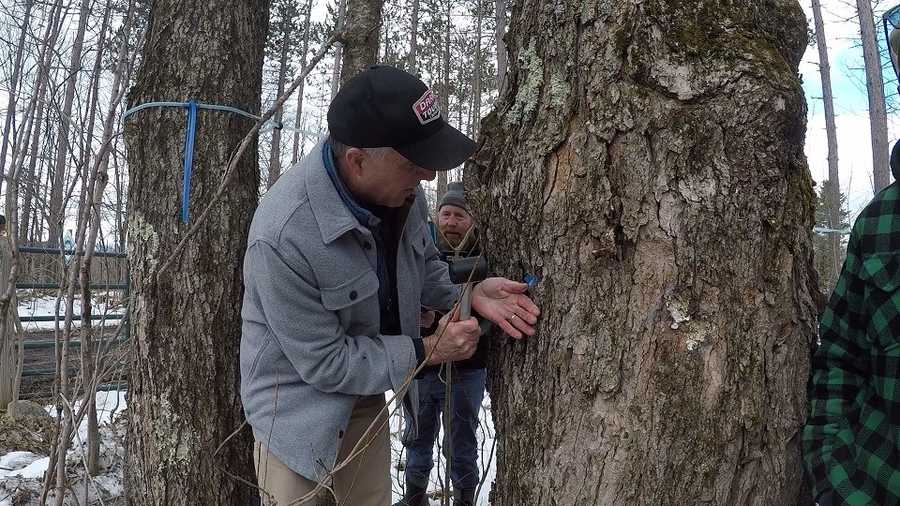 Vermont receives record-breaking demand for maple grants