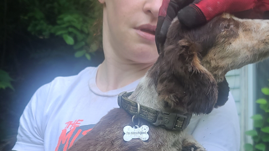 Dog rescued after becoming stuck under slabs of cement in Pittsburgh