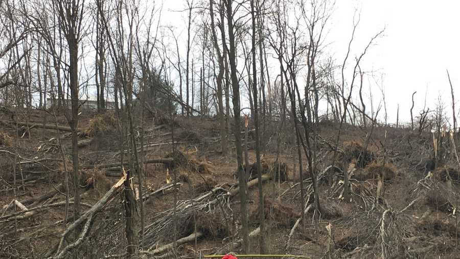 Severe storms downed dozens of trees Severe storms downed dozens of trees