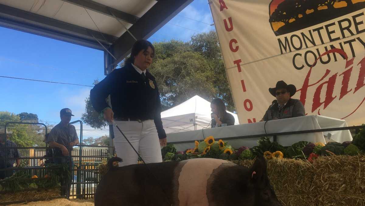 Monterey County Fair gets underway with Junior Livestock Auction