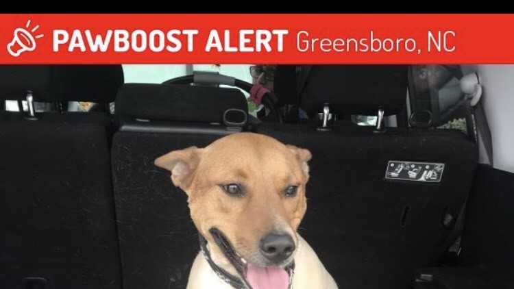 Lost and Found Pets in the WXII 12 Community