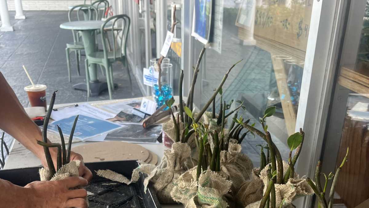 Hanging mangrove seedlings in South Florida to raise awareness