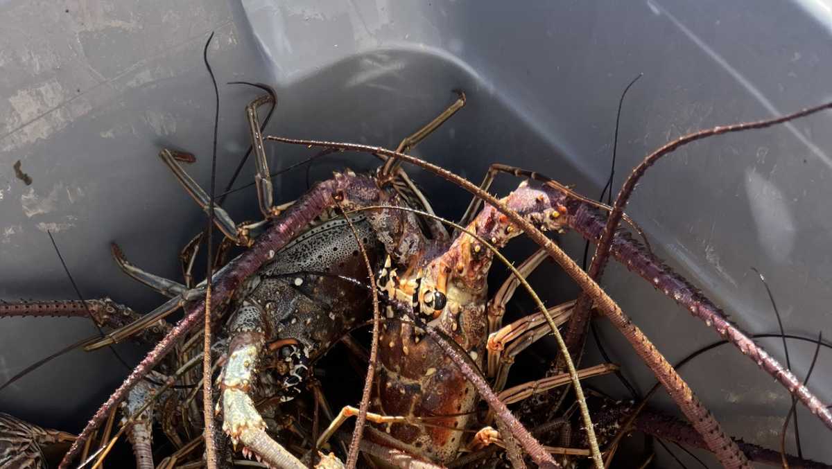 Lobster mini season in Florida: The rules and regulations