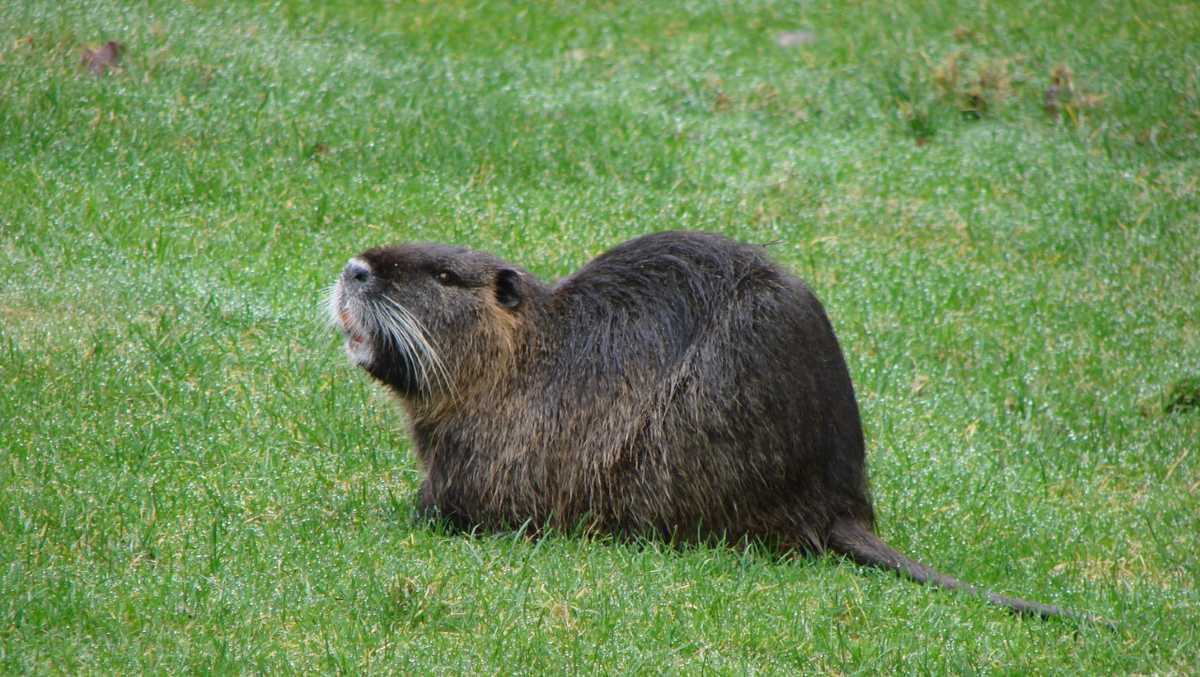 Huge, invasive rodents discovered in Stanislaus County